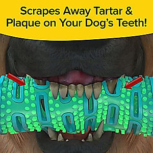 BulbHead BrushBone Toothbrush, Dogs Chewing, Plaque and Tartar Remover for Teeth, Works 3 Ways to Clean While They Play, Invented by a Dentist & His Hygienist Wife, 1 Count (Pack of 1), Brush Bone