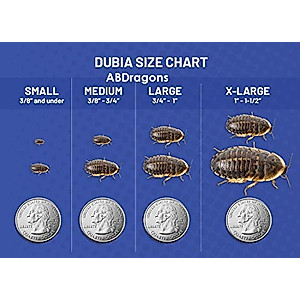 300 Medium Dubia Roaches in CUP