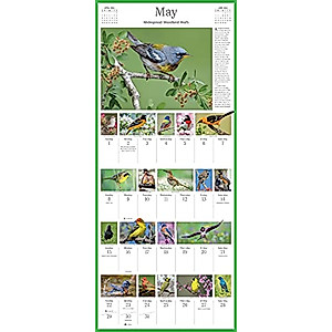 Audubon Songbirds and Other Backyard Birds Picture-A-Day Wall Calendar 2022: Your Daily Sighting of Songsters that Bring Color, Joy, and Sweet Melodies.