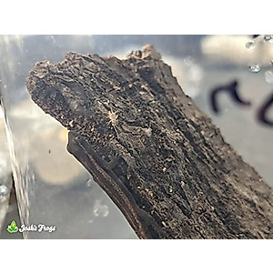 Josh's Frogs Pinhead Banded Crickets (500 Count)