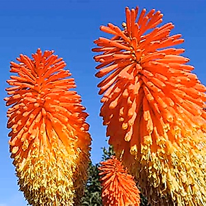 QAUZUY GARDEN 25 Seeds Dwarf Red Hot Pokers Seeds Torch Lily Flower, African Flame Flower, Devil's Poker Kniphofia Triangularis Seeds- Striking Flower for Home Garden