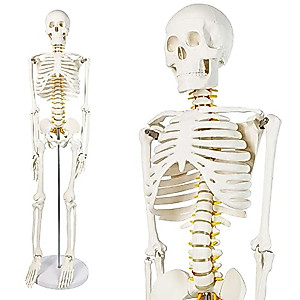 Human Skeleton Model for Anatomy 34” Tall Life Size Skeleton with Detachable Metal Base for Classroom Teaching and Lab Study