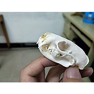 Hot weasel Skull Taxidermy supplies art bone vet medicine 1:1
