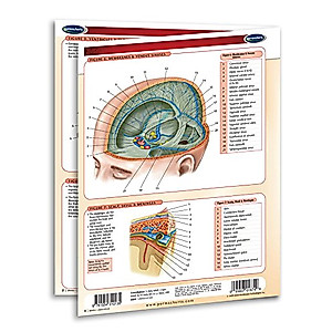 Permacharts Brain - Human Brain Chart- 8.5" x 11" Laminated Medical Quick Reference Guide