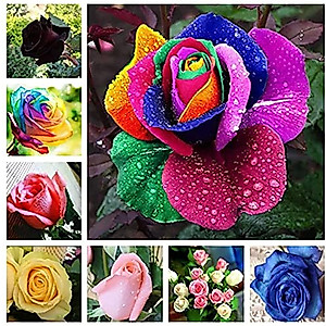 100PCS Mixed Color Rose Seeds for Garden Planting-12 Varieties of Rose Seeds|Non-GMO Heirloom|90% Germination Rate|Open Pollinated Seeds|Wonderful Gardening Gifts
