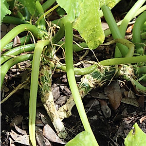 VivaTrap VT-100 Squash Vine Borer Moth Trap & Lure (2 Pack, 8 Week)