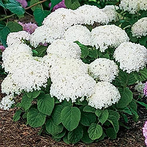 QAUZUY GARDEN 50 Hydrangea Seeds White Hortensia - Attractive Hardy Perennial Flowering Shrub Bush Tree - Fast-Growing Striking Showy Accent Landscape Plant