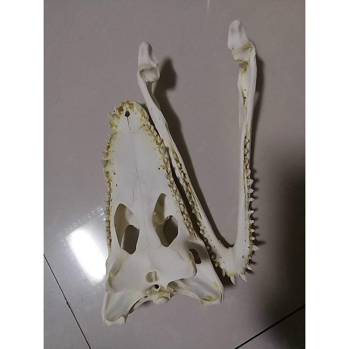 Farming method, real crocodile skull specimen, Feng Shui ornaments, real crocodile, home improvement, office furniture, office decoration