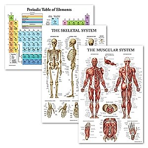 Palace Learning 3 Pack - Periodic Table of the Elements Poster [White] + Muscular & Skeletal System Anatomy Charts (LAMINATED, 18" x 24")