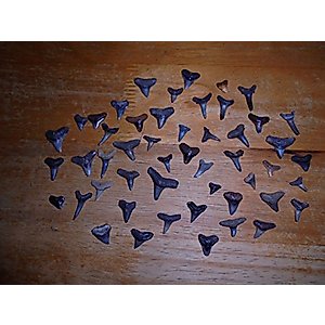 Genuine Fossil Shark Teeth Lot of Fifty