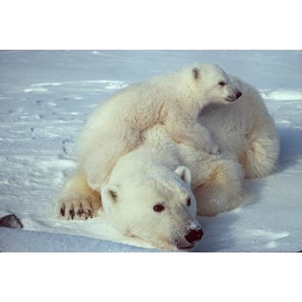 CafePress Polar Bear Mugs Ceramic Coffee Mug, Tea Cup 11 oz