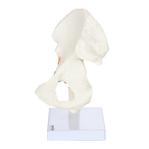 Axis Scientific Life Size Human Hip Bone Anatomy Model – Premium Hip Joint Anatomy Model for Medical Students with Flexible Ligaments and Bony Landmarks – Includes Base, Includes Product Manual