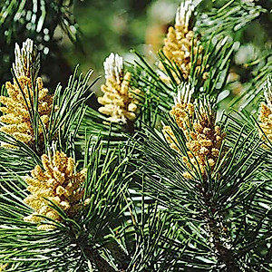 QAUZUY GARDEN 50 Seeds Northern Eastern White Pine Seeds, Soft Pine, Tree of Peace Seeds - Perennial Evergreen Tree - Excellent Windbreak Hedges & Good for Wildlife