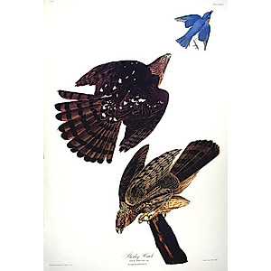 Stanley Hawk. From"The Birds of America" (Amsterdam Edition)