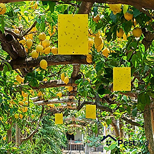 Yellow Sticky Traps For Gnats (20 Pack) - Sticky Gnat Trap - Gnat Killer - Fruit Fly Paper - Fly Traps Indoor Sticky-Yellow Sticky Traps Fungus Gnat - Sticky Traps For Plants - Fruit Flies -Dual-Sided