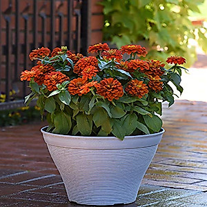 Outsidepride Zinnia Elegans Lilliput Red Heat & Drought Tolerant Garden Cut Flowers - 1000 Seeds