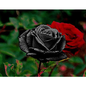20+ Rare Black Rose Seeds Beautiful Flower Seeds Home Garden Bonsai