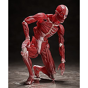 FREEing Human Anatomical Model Figma Action Figure,Multicolor