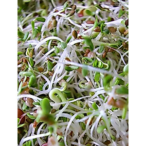 Todd's Seeds Broccoli and Friends Sprouting Seed Mix: Broccoli, Crimson Clover, Red Radish, Alfalfa, Non-GMO, Chemical Free, High Germination (1/4 Pound)