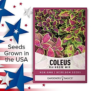 Coleus Seeds for Planting (Rainbow Mix) - Heirloom Non-GMO Shade Plants Seeds for Home Gardens, Containers, Hanging Pots, Decorative Borders and More by Gardeners Basics