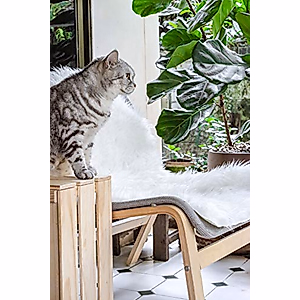 Fiddle Leaf Fig Tree Fertilizer | Ficus Plant Food | Improves Leaves and Branches | Potted Indoor Trees and House Plants Treatment by Aquatic Arts