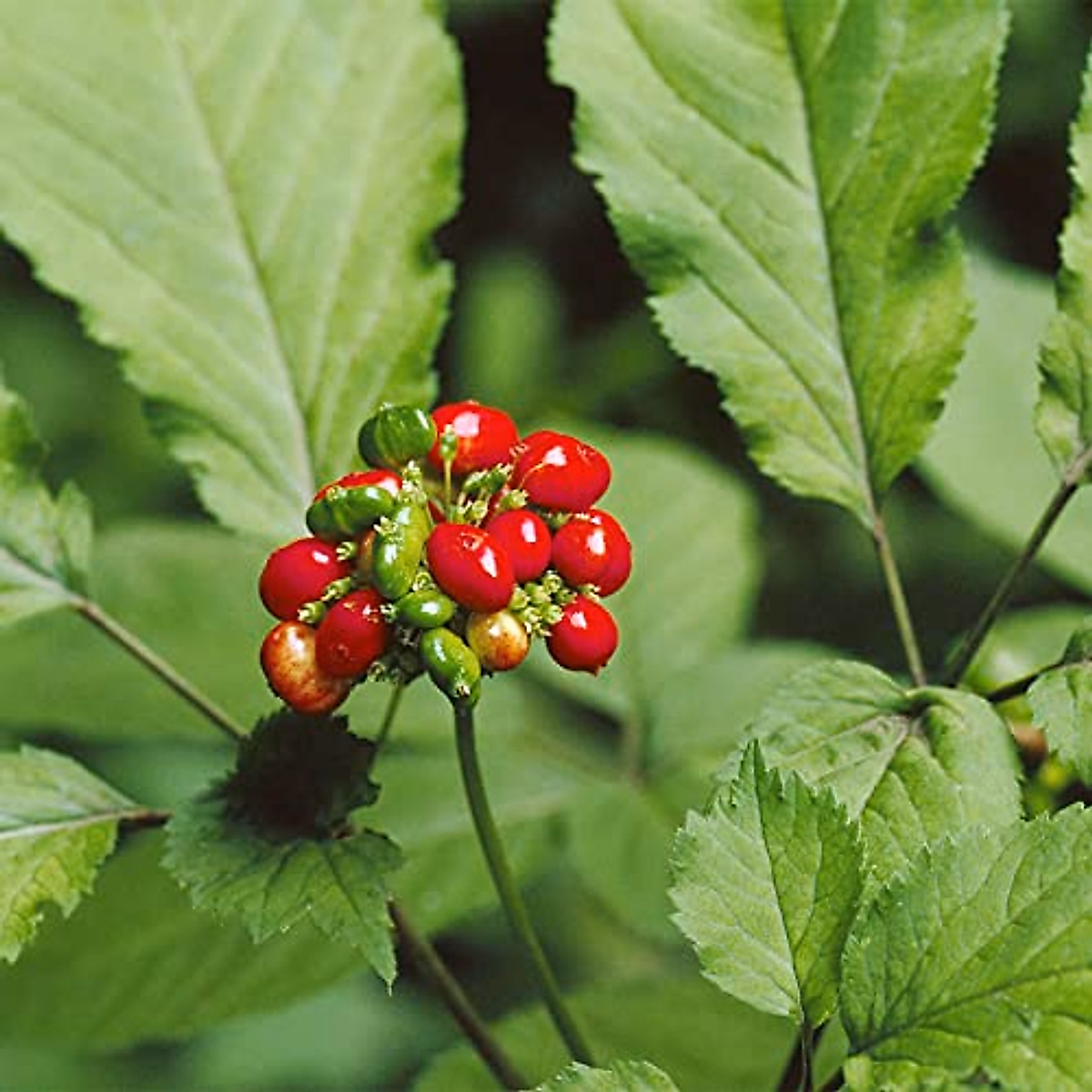 QAUZUY GARDEN 50 Japanese Gingseng Seeds Asian Panax Ginseng | Premium Non-GMO Heirloom Organic Herb Seeds | Valuable Herb Plant to Plant Home Shade Garden