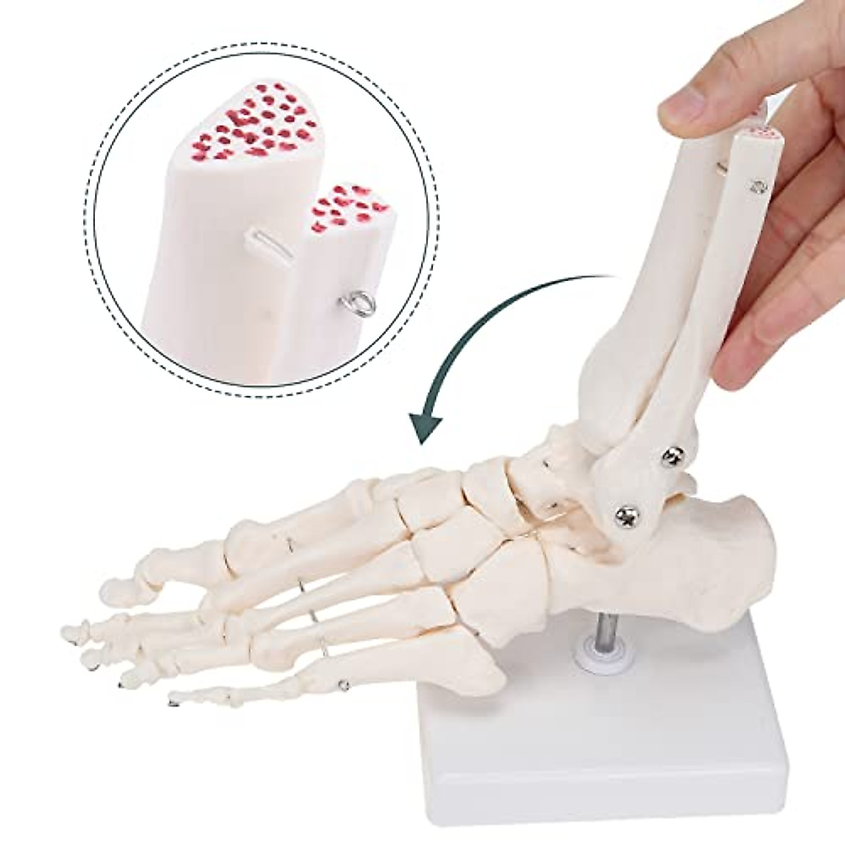RONTEN Human Foot Skeletal Model, Life-Size Model Showing The Fibula, Tibia, Tarsus, Metatarsal and Phalanges of The Human Left Foot, Simulating Natural Motion