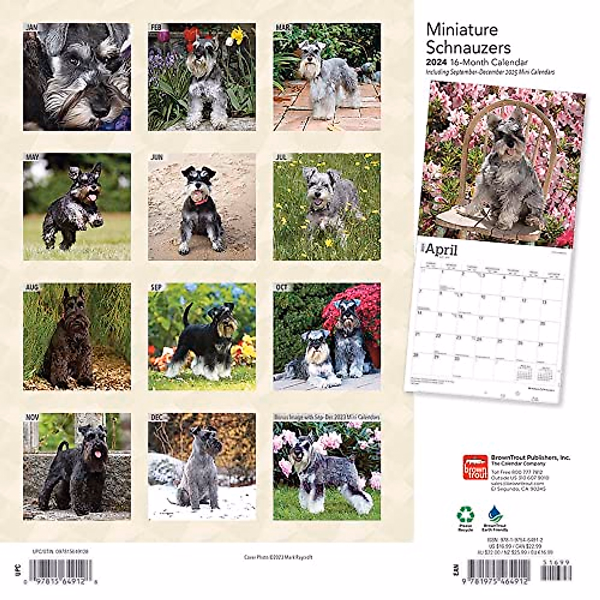 Miniature Schnauzers | 2024 12 x 24 Inch Monthly Square Wall Calendar | BrownTrout | Animals Small Dog Breeds