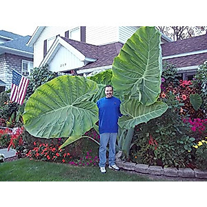Colocasia Gigantea Thailand Giant - Leucocasia Elephant Ear Aroid Colocasia