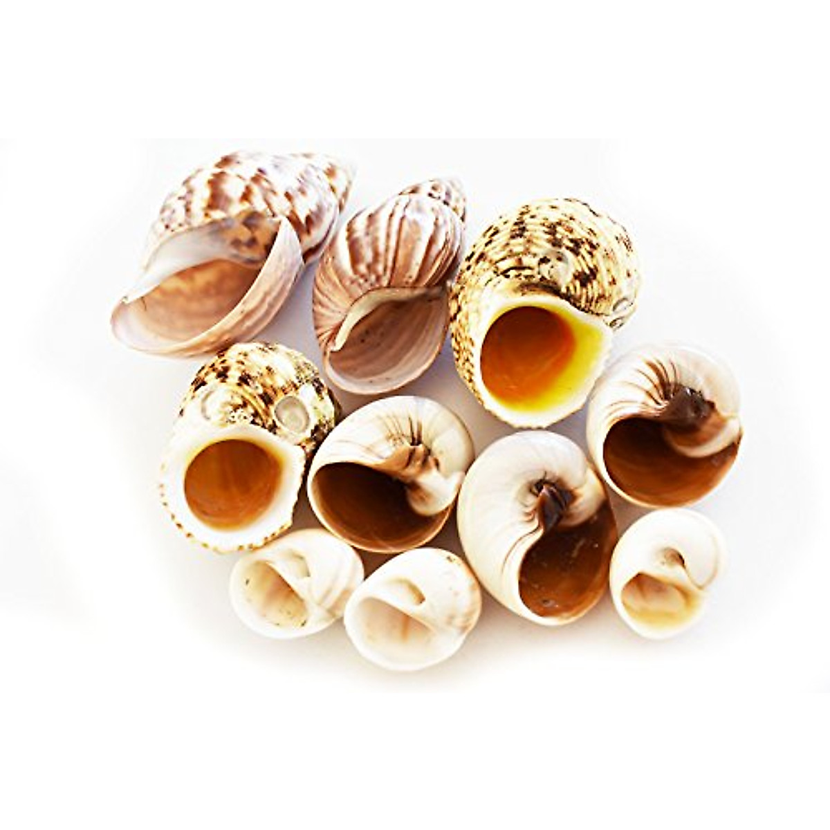 10 Shell Hermit Crab Changing Set - Medium Size (3/4-1 1/4" Opening) - Land Snails, Whales Eyes, Moon Shells, Turbos (Total of 10 Seashells)