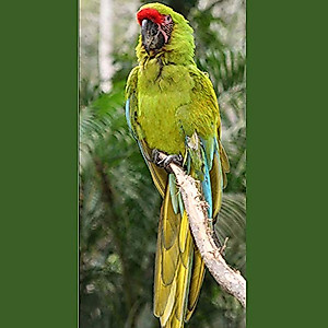 GFHFG Pet Bird Harness and Leash,Adjustable Parrot Bird Harness Leash - Pet Anti-Bite Rope Harness and Leash(M)