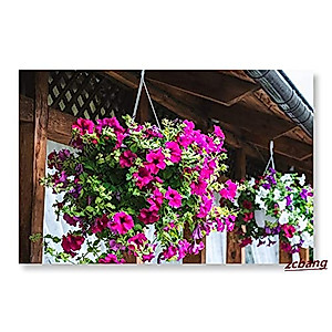 zcbang Petunia Seeds 2000+Pcs 'Colour-Themed Collection'(Rainbow Colors) Perennial Flower Mix Seeds