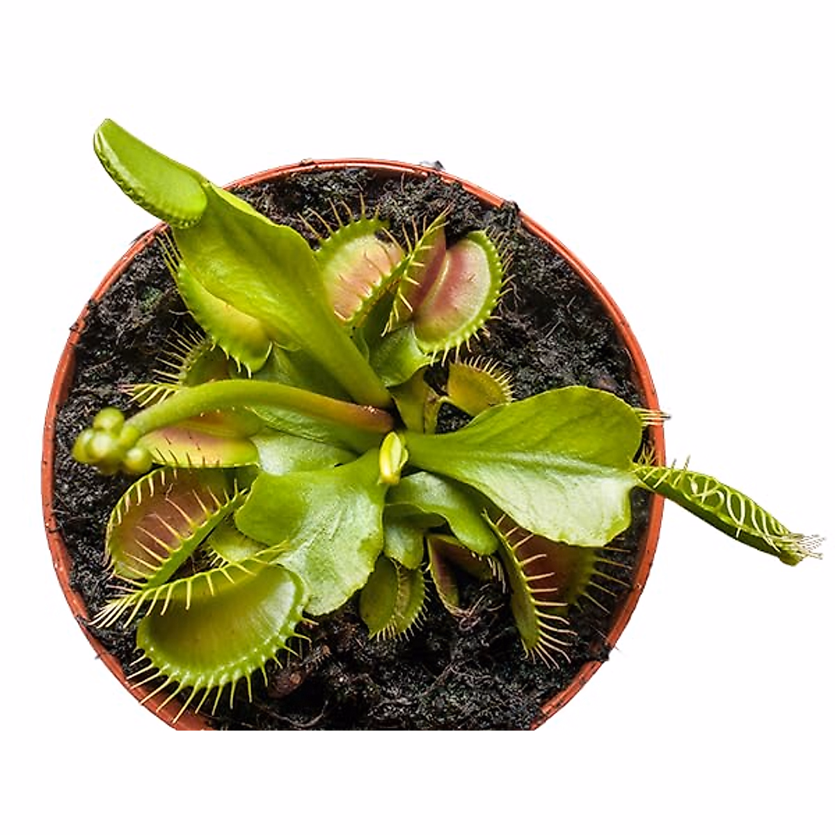 Starter Venus Flytrap - Discover The Galaxies Secret Wonder- Mars Venus Flytraps Carnivorous Live Plants
