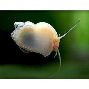Aquatic Arts 1 Live Ivory Mystery Snail | Freshwater Aquarium Control / Glass Clearer | Safe in Tetra / Guppy / Betta Fish Tanks | Tank Decor
