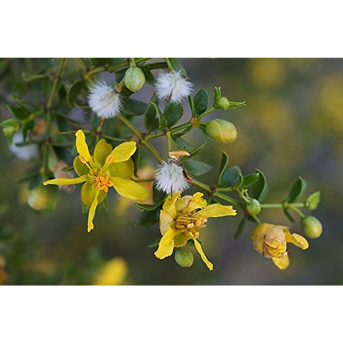 Organic Creosote, Larrea tridentata, Gobernadora, Greasewood, Bonsai, 25 Seeds