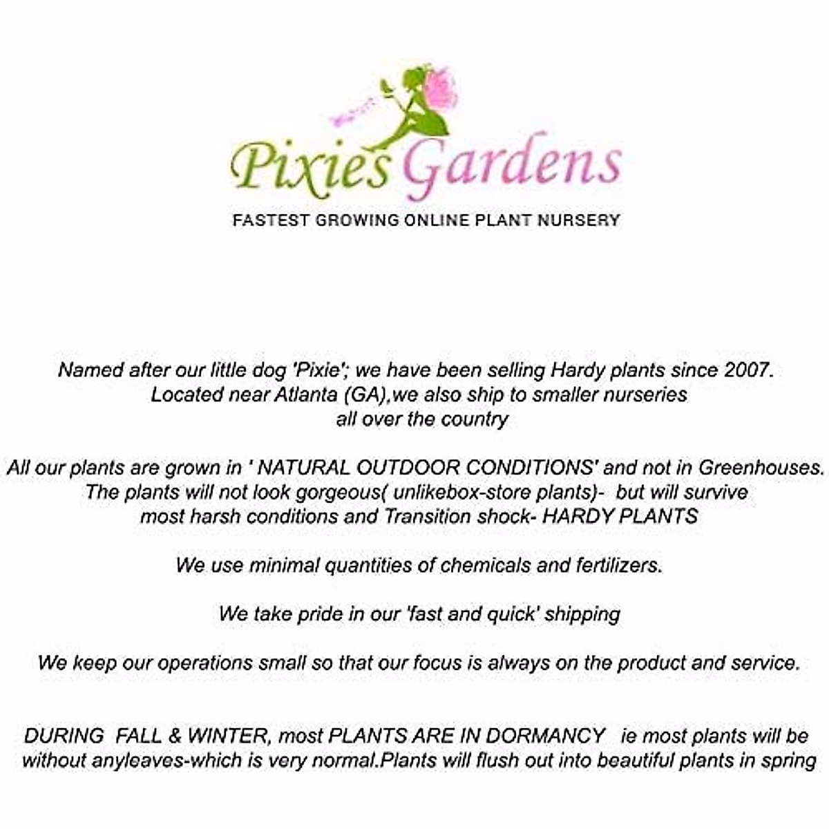 Pixies Gardens Elberta Peach Tree Live Plants Large, Yellow with a Red Blush. Yellow Flesh, Very Juicy, Good Flavor, Freestone (5 Gallon, Potted)