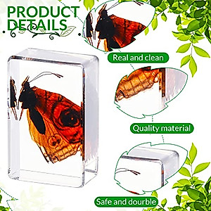 30 Pcs Insect in Resin Specimen Bugs Collection Paperweights Real Bugs in Resin Various Insect Specimen Bug Preserved in Resin Bugs Collection for Kids Scientific Educational Supplies Bugs Display