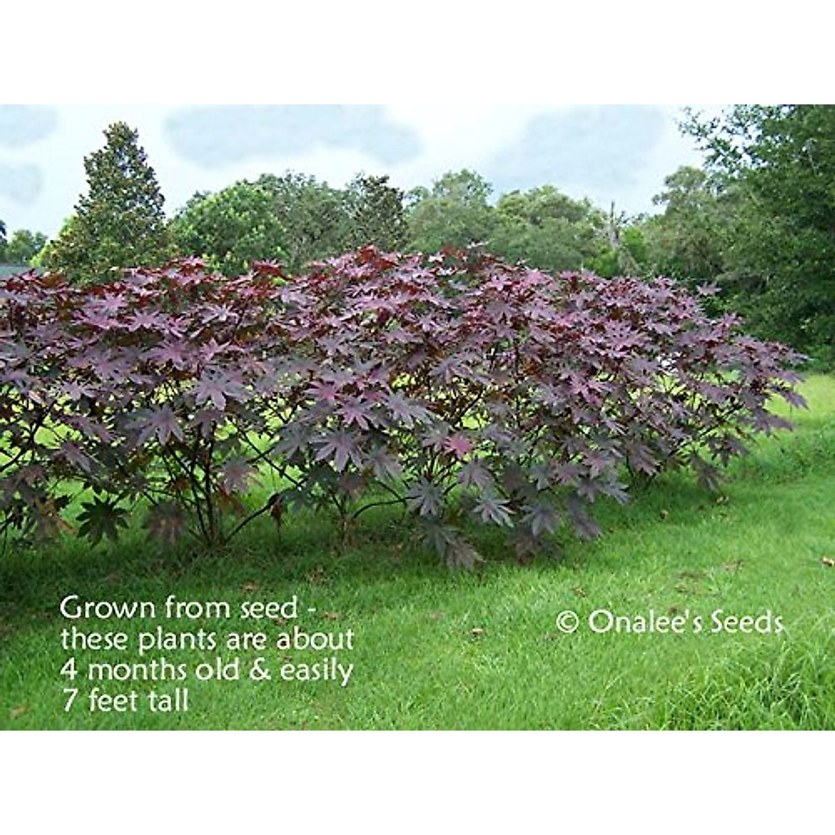 Onalee's Seeds Castor Bean -Deep Purple- New Zealand Purple, Tropical Look, Fast Growing - Ricinus Communis, (16+ Seeds) Grown in and Shipped from USA!
