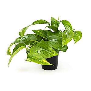 Golden Pothos Plant Live House Plant Live Plants, Trailing Plants Live Houseplants, Golden Pothos Live Plant Houseplant, Live Pothos Devils Ivy Live Plant Money Plant Indoor Plants by Plants for Pets