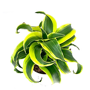 Dracaena Tornado Live House Plant in 4" Pot