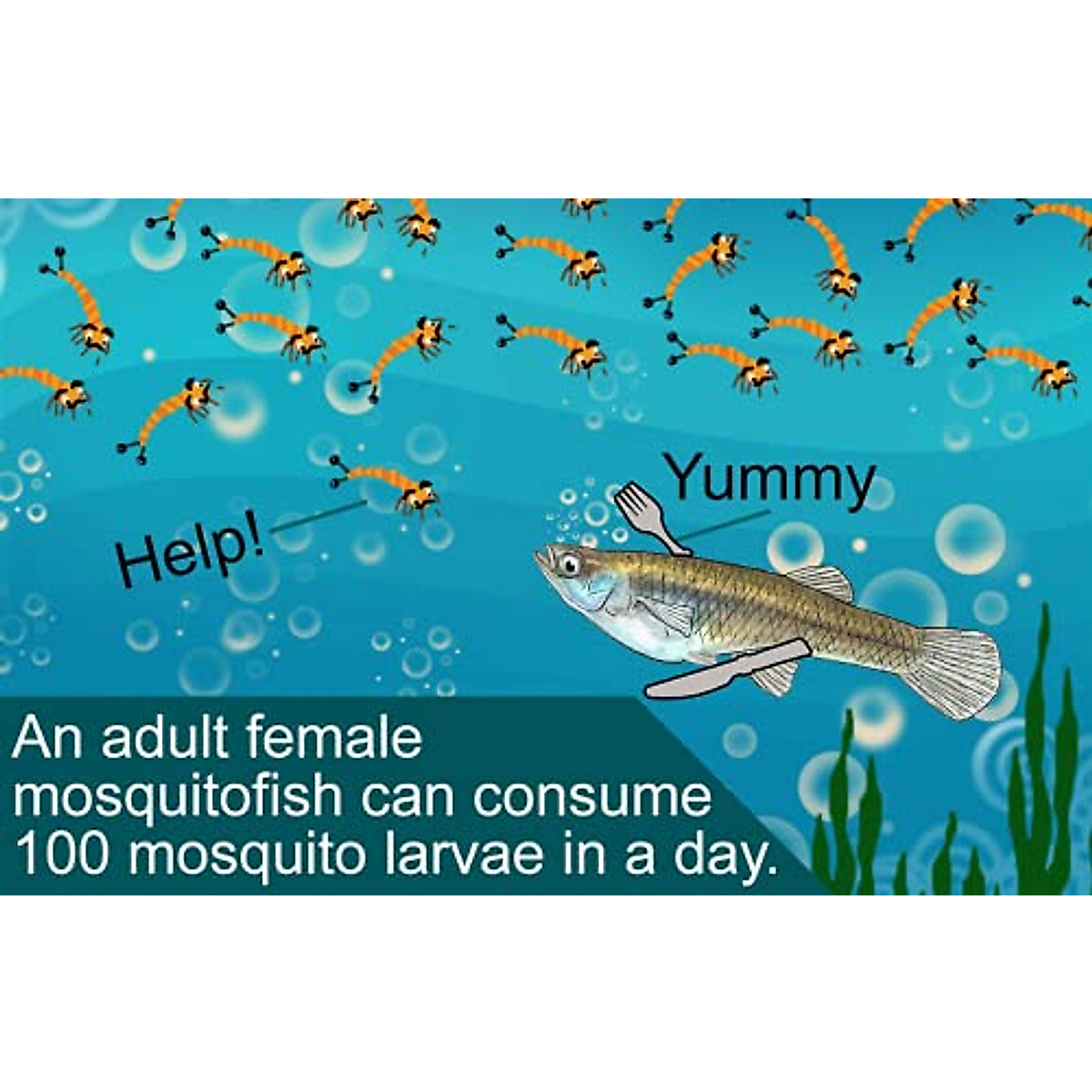 100+ Live Mosquito Fish (Koi Pond) Aquarium Feeder Fish with Hornwort Plant