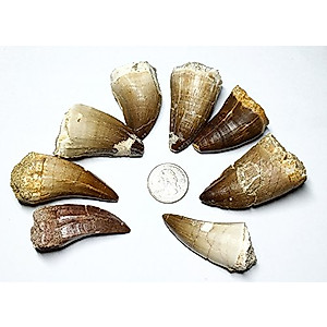 Massive Mosasaurus Tooth Fossil - Genuine - Dinosaur That Swam!