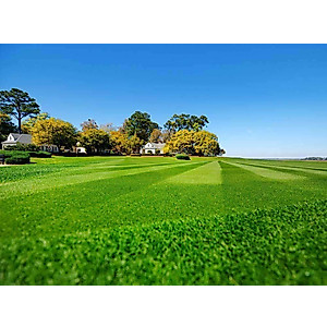 Hancock's Common Bermuda Grass Seed - Raw & Hulled - 5 lbs.