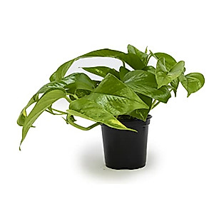 Golden Pothos Plant Live House Plant Live Plants, Trailing Plants Live Houseplants, Golden Pothos Live Plant Houseplant, Live Pothos Devils Ivy Live Plant Money Plant Indoor Plants by Plants for Pets