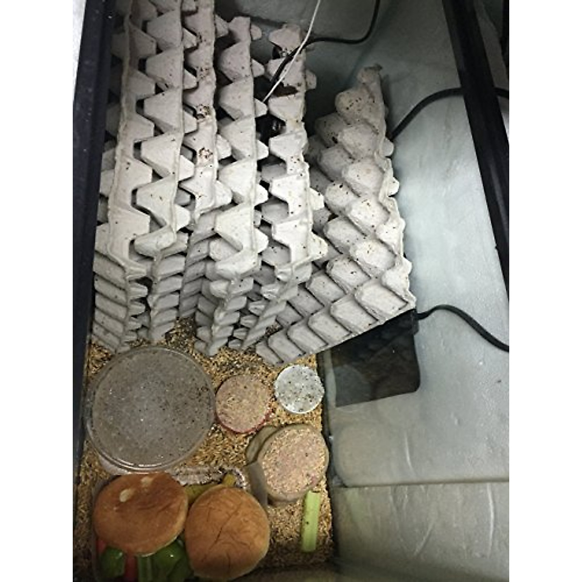 Dubia Roaches 100 Mixed Size for Feeding Reptiles by Copper Dragon's Roaches