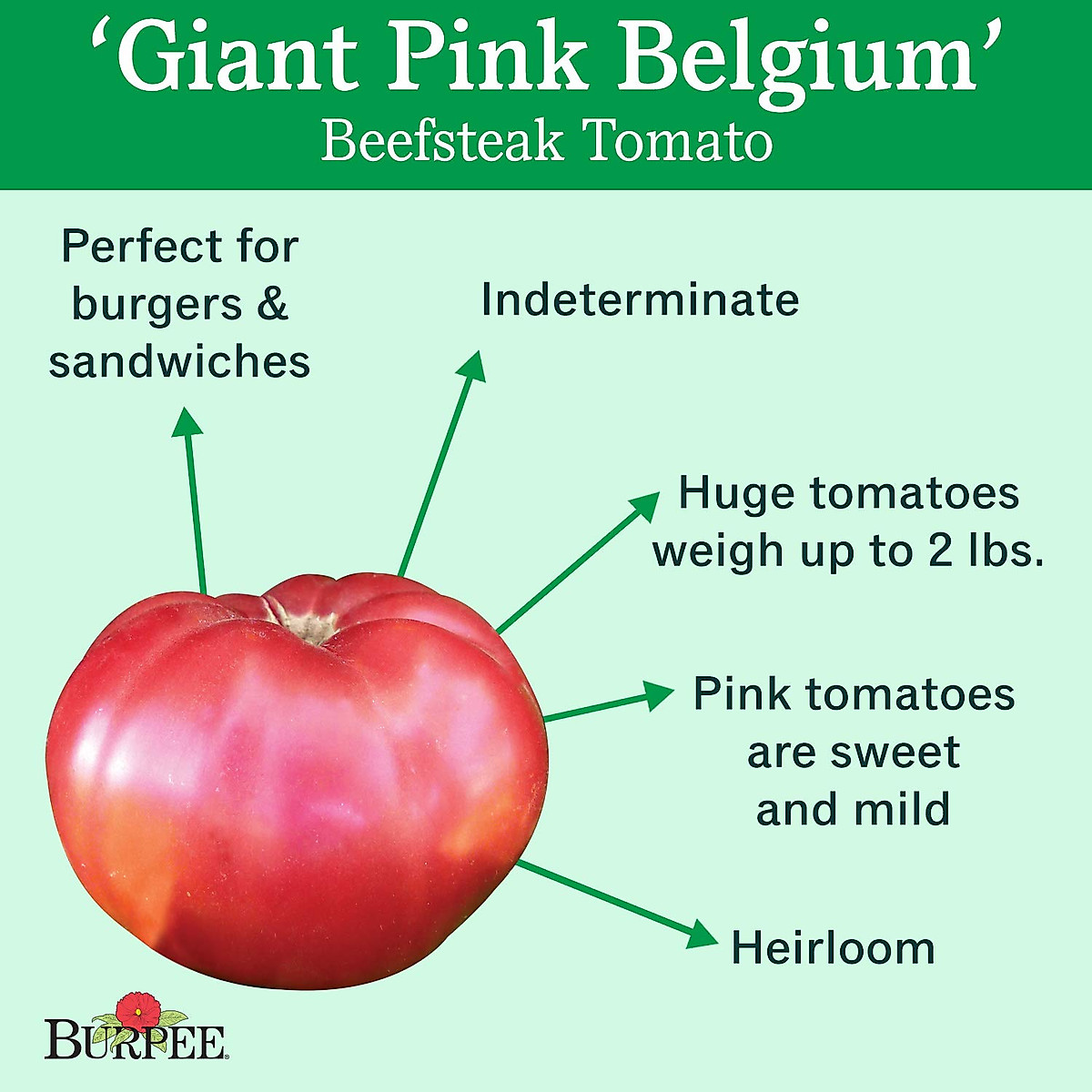 Burpee 'Giant Pink Belgium' Heirloom | Large Pink Beefsteak Slicing Tomato | 30 Seeds