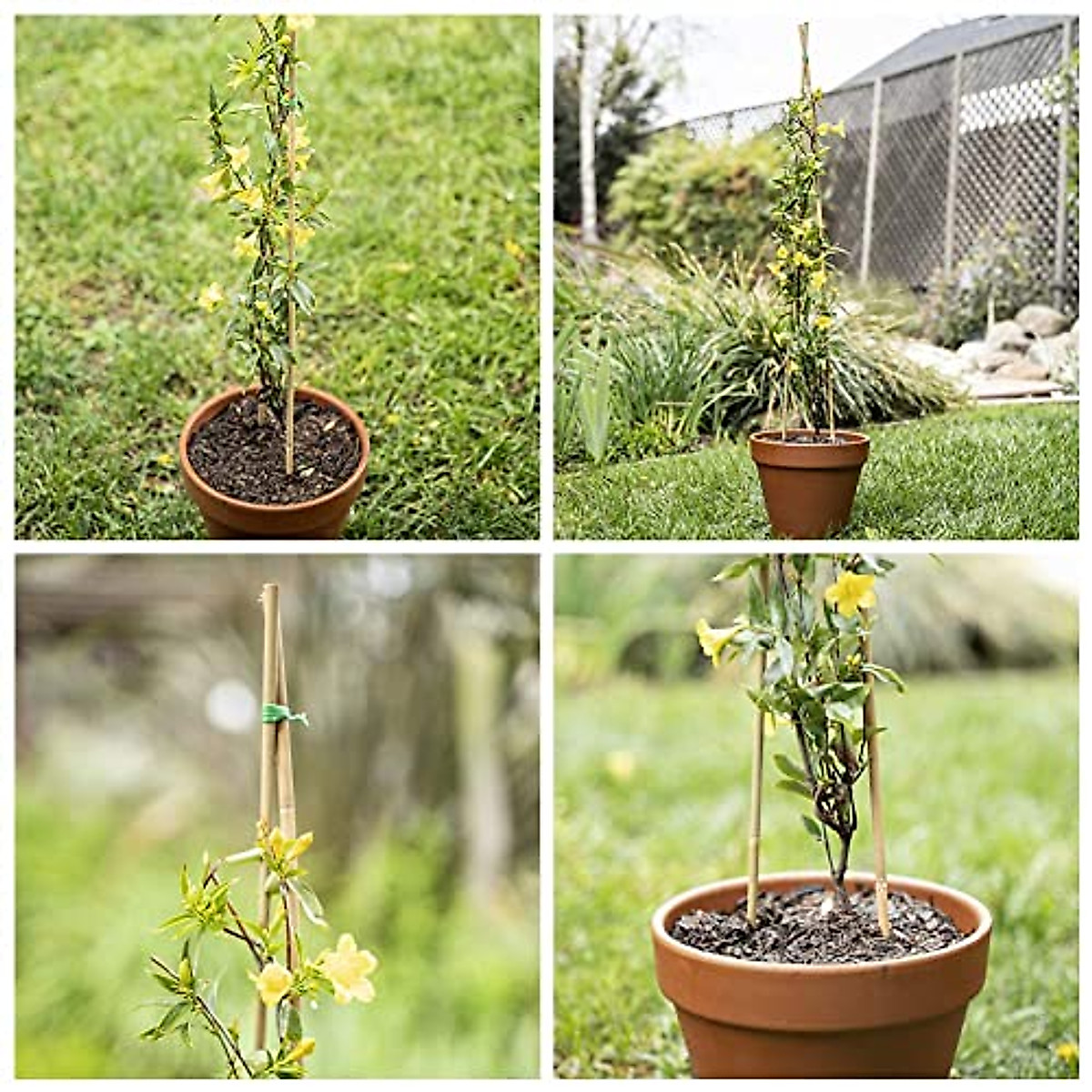 Mininfa Natural Bamboo Stakes 2 Feet, Eco-Friendly Garden Stakes, Plant Stakes Supports Climbing for Tomatoes, Trees, Beans, 30 Pack