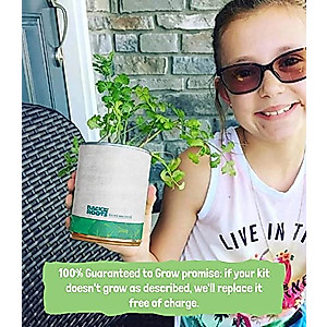 Back to the Roots New Kitchen Garden Complete Herb Kit Variety Pack of Basil, Mint, and Cilantro Seeds