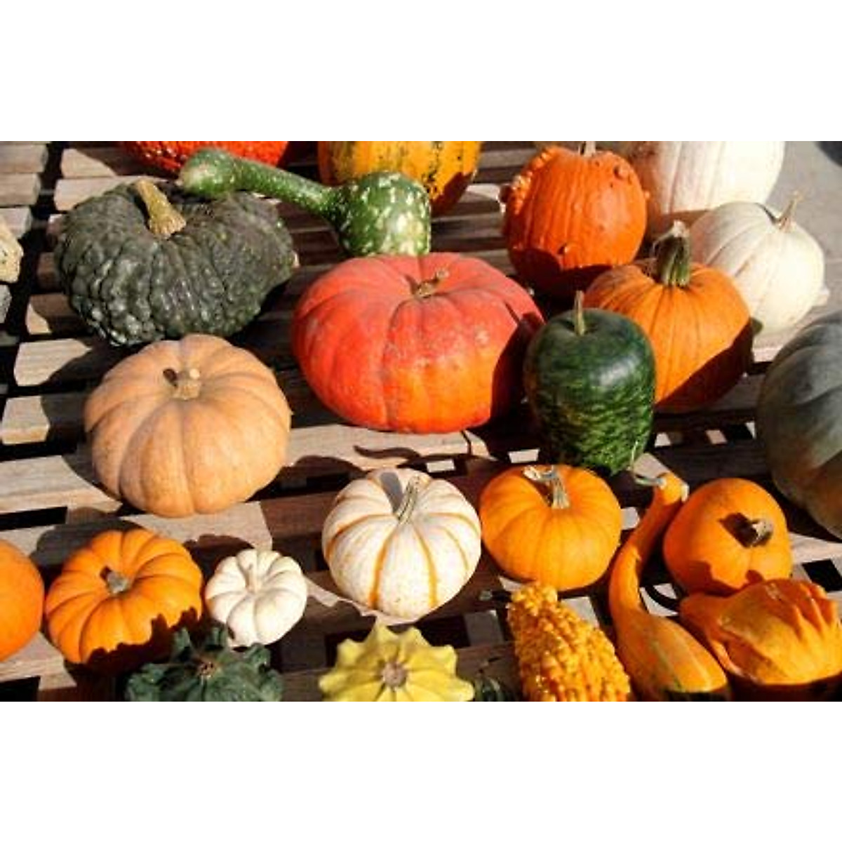 MIXED SEEDS! 50+ Pumpkin and Winter Squash MIX Seeds NON-GMO 25 Varieties Delicious Grown in USA. Rare, Super Profilic and Delicious HARLEY SEEDS