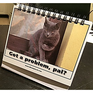 Moodycards Office Gift For Cat Lovers Make Everyone Laugh with These Adorable and Hilarious Cat memes - Let The Kittys Tell Everyone How You Feel! A Terrific Office Gift! 25 Different Moods